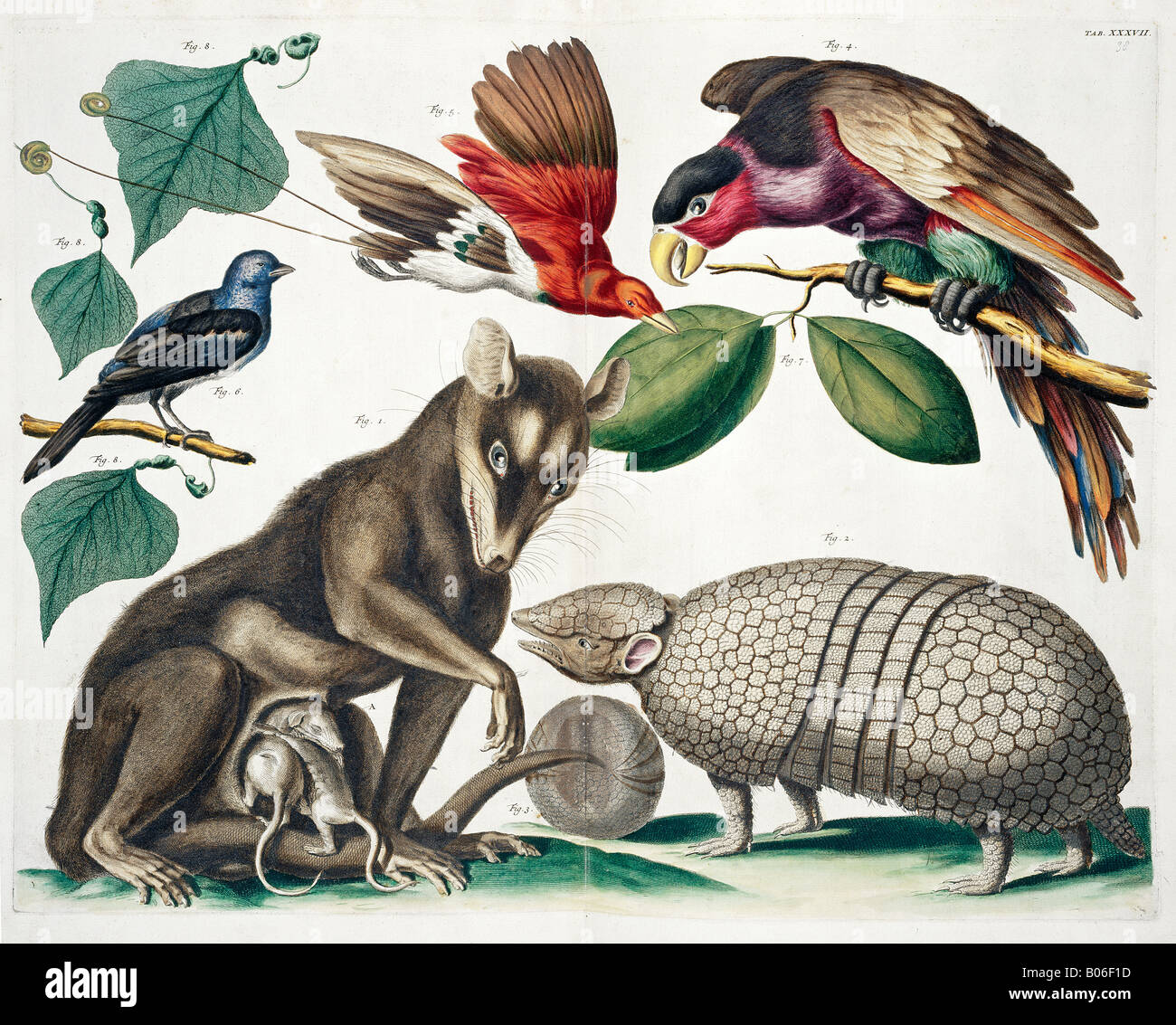 A group of mammals and birds Stock Photo - Alamy