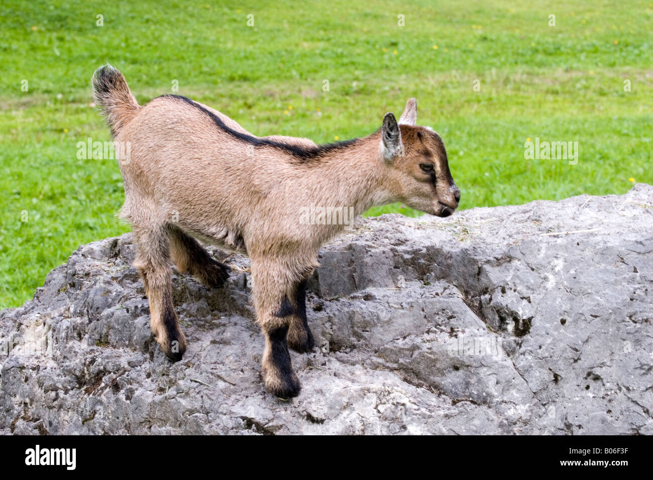 Domestic Goat (Capra hircus, Capra aegagrus hircus), young climbing on ...