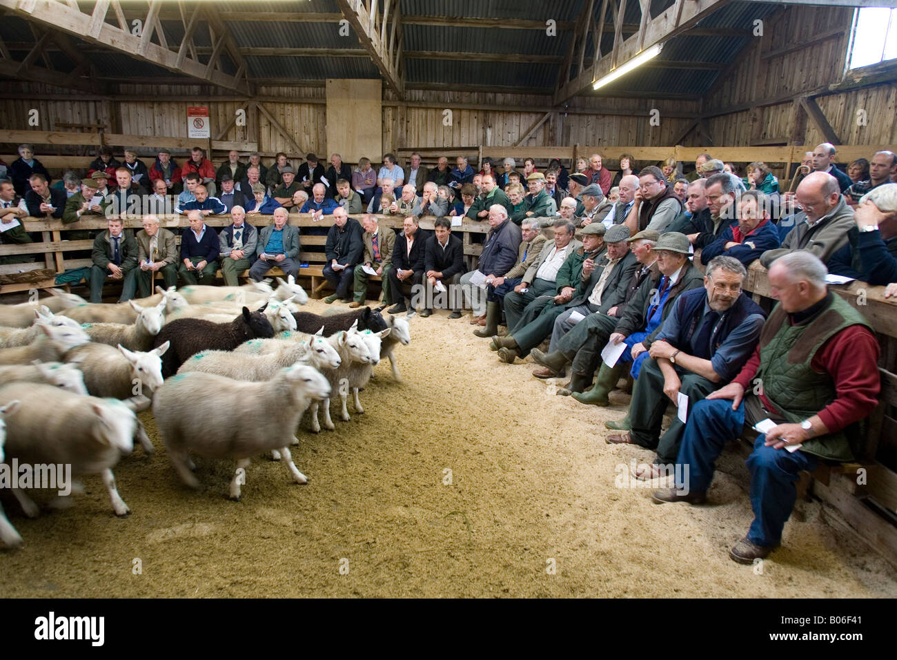 Lamb sales hi-res stock photography and images - Alamy