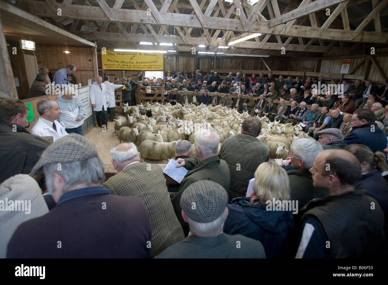 Lamb sales hi-res stock photography and images - Alamy