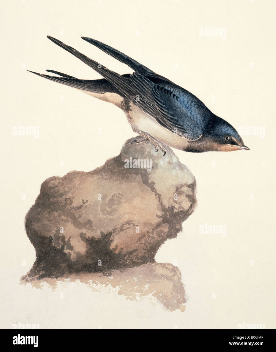 Hirundo rustica, barn swallow Stock Photo - Alamy