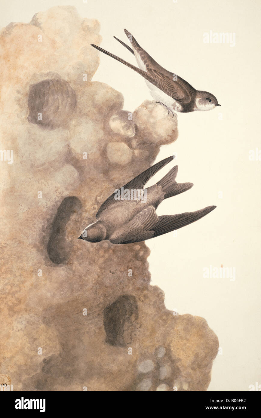 Riparia riparia, sand martin Stock Photo - Alamy