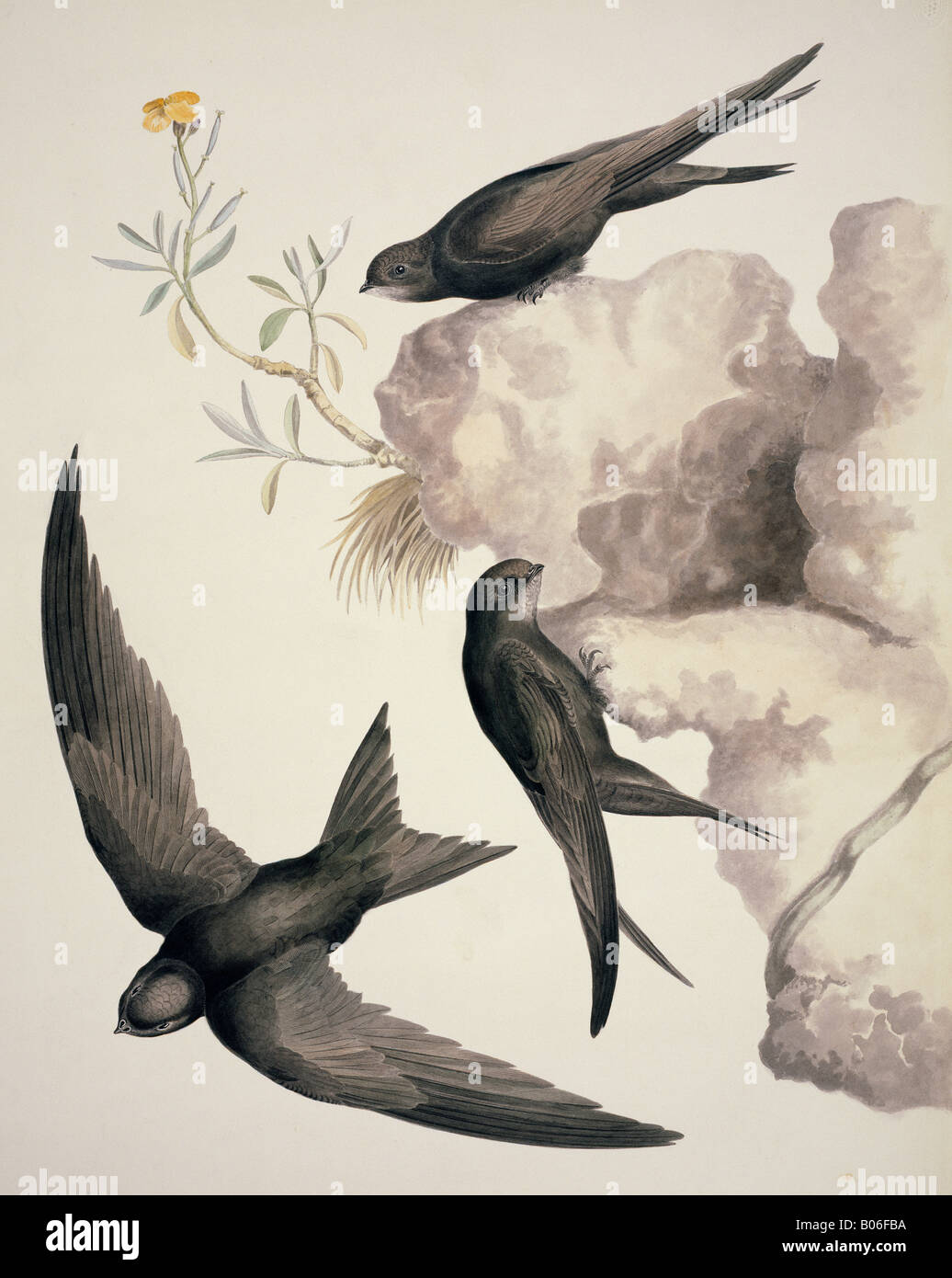 Apus apus, common swift Stock Photo - Alamy