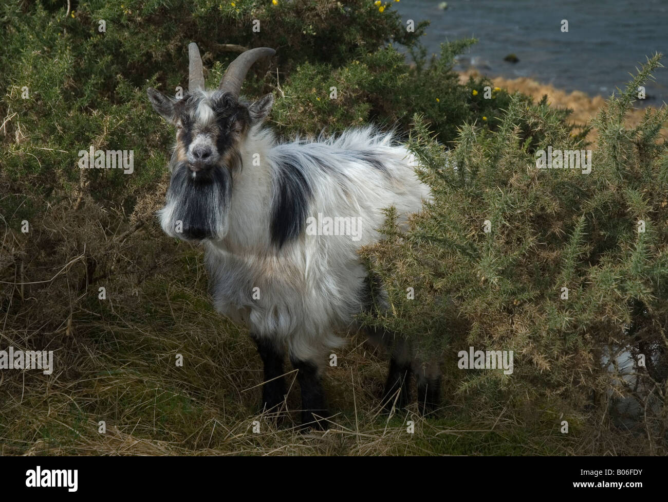 Wild mountain goat Llyn Ogwen Snowdonia National Park Gwynedd North ...