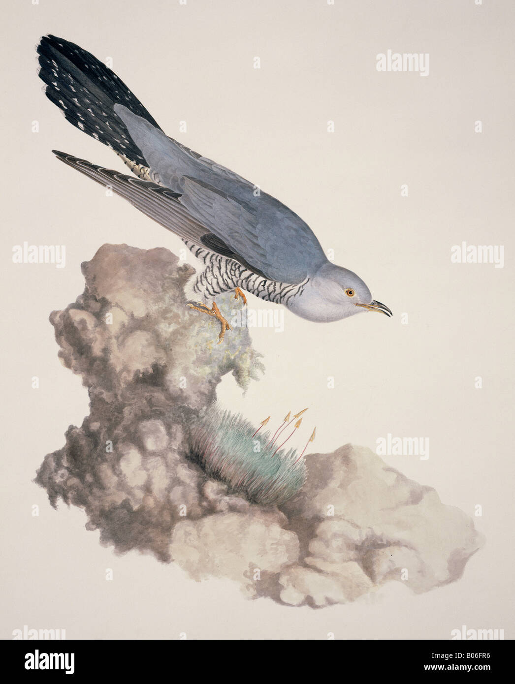 Cuculus canorus, common cuckoo Stock Photo - Alamy