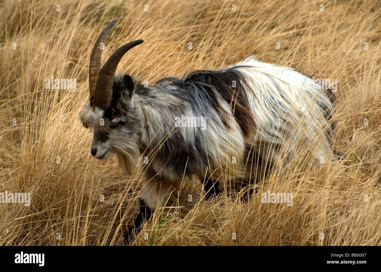 Wild mountain goat Llyn Ogwen Snowdonia National Park Gwynedd North ...