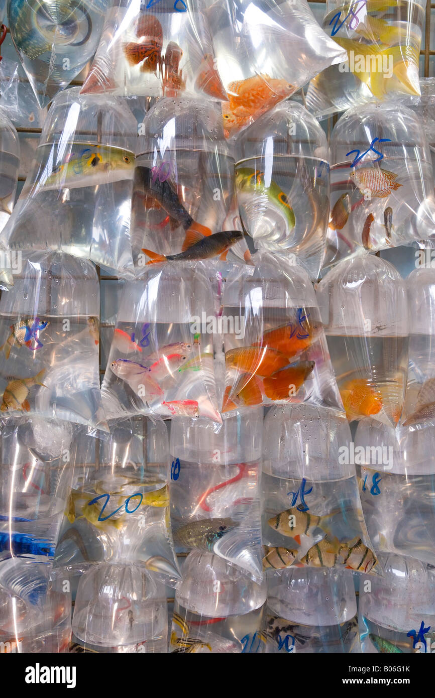 Asia, China, Hong Kong, Mongkok, Fish for sale in Tung Choi Street ...