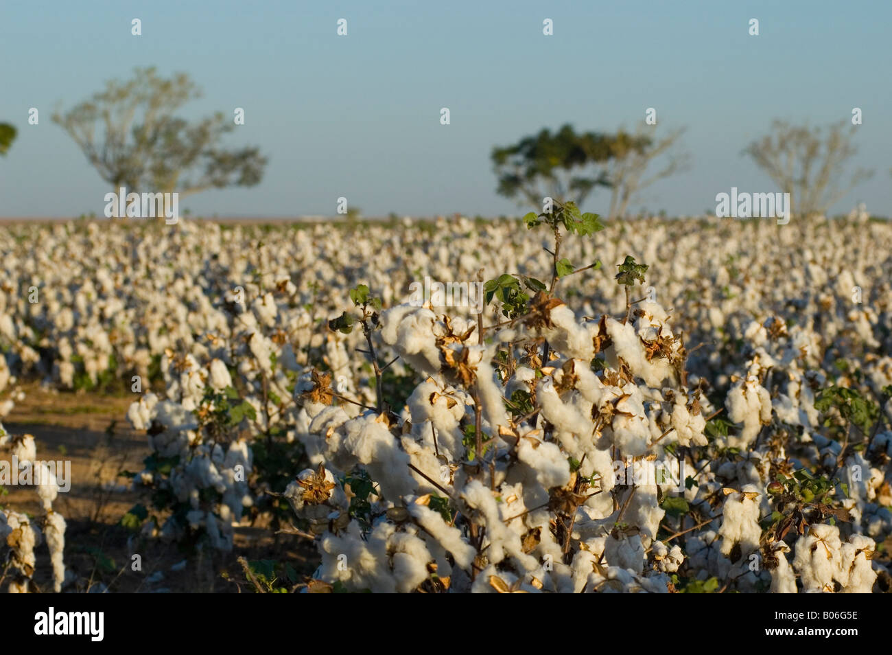 Processing and trade of cotton hi-res stock photography and images - Alamy