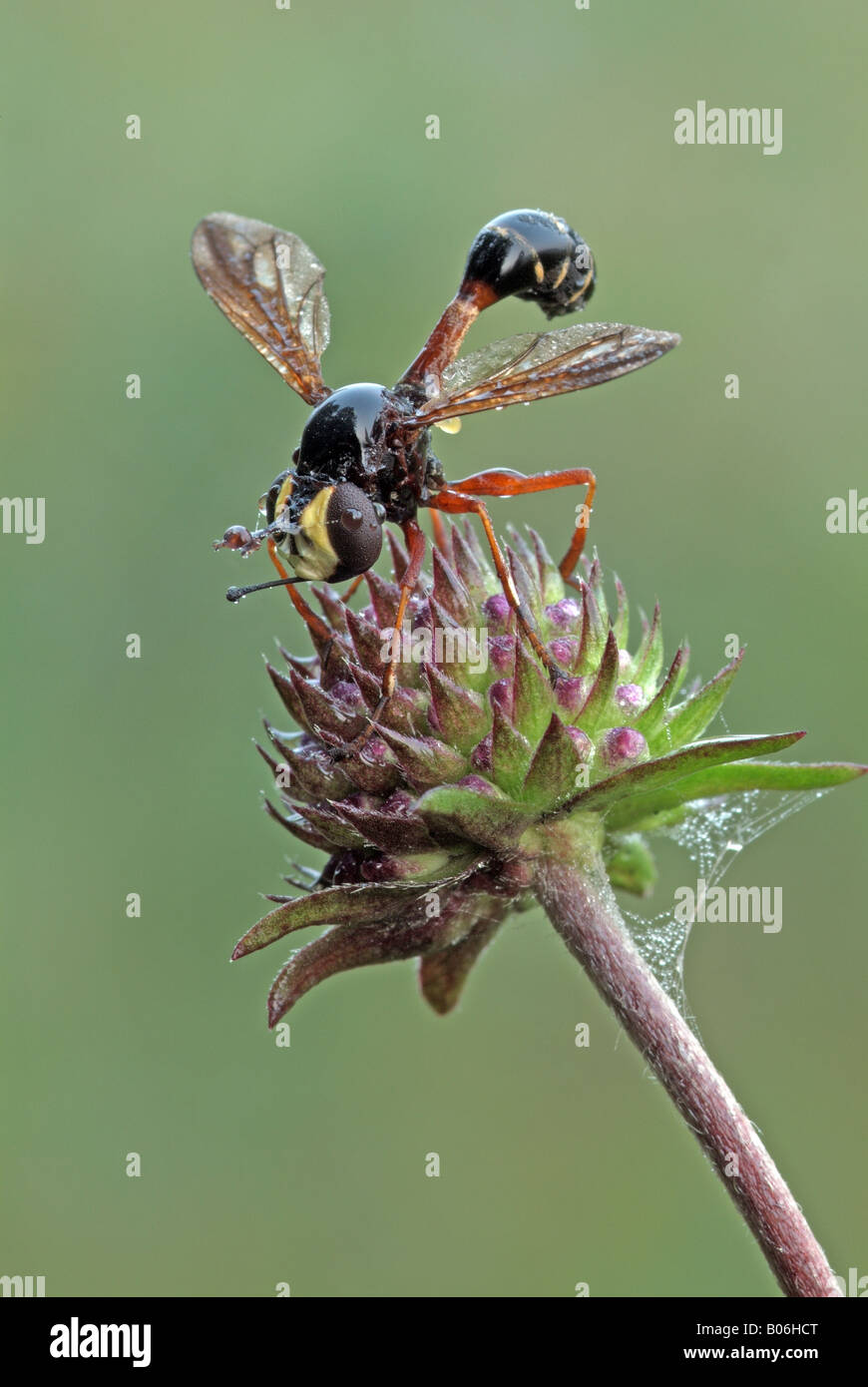 Physocephala hi-res stock photography and images - Alamy
