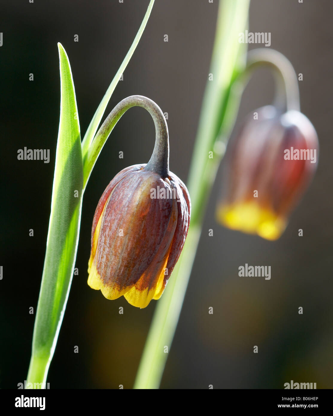 Foxs grape fritillary hi-res stock photography and images - Alamy