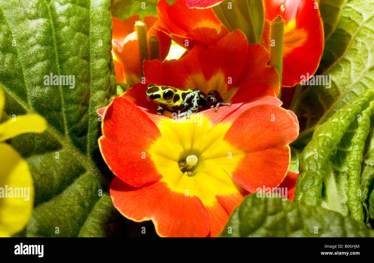 Poison dart frog (Dendrobates variabilis), Peru Stock Photo - Alamy