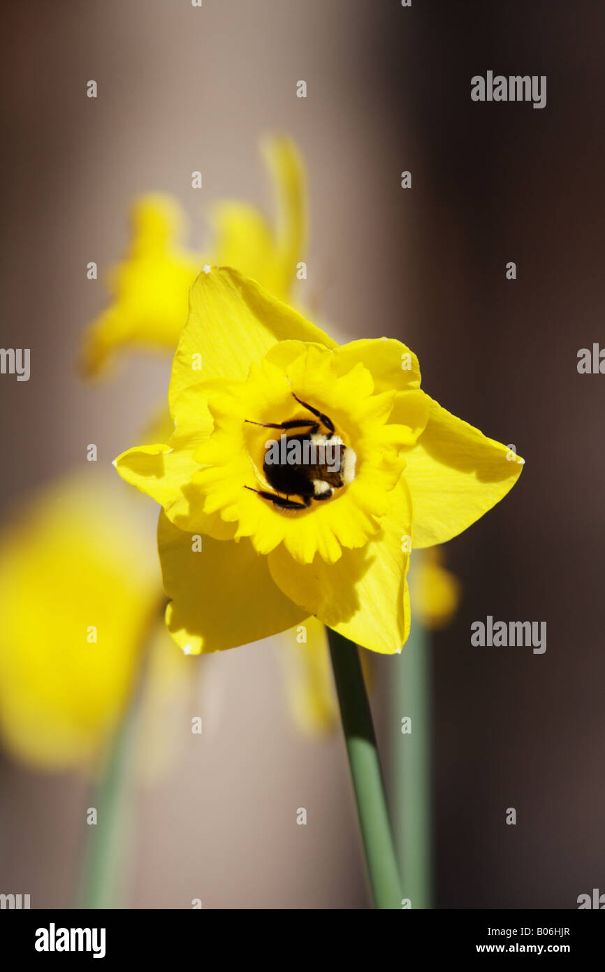 A bumble bee lands on a beautiful yellow daffodil during an early ...