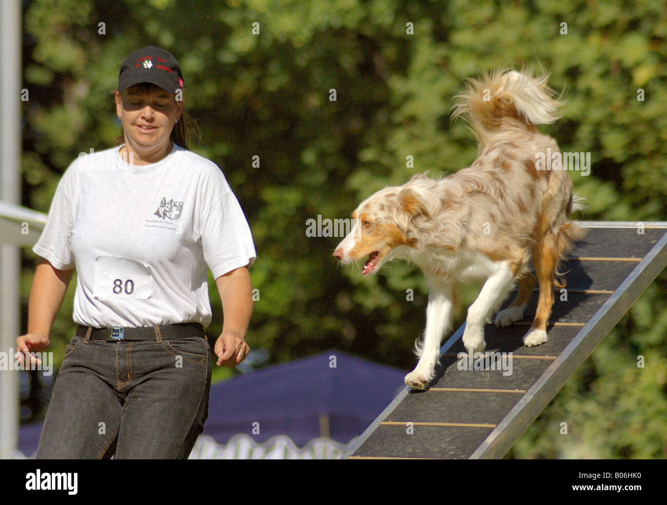 Canine agility trials Stock Photo - Alamy