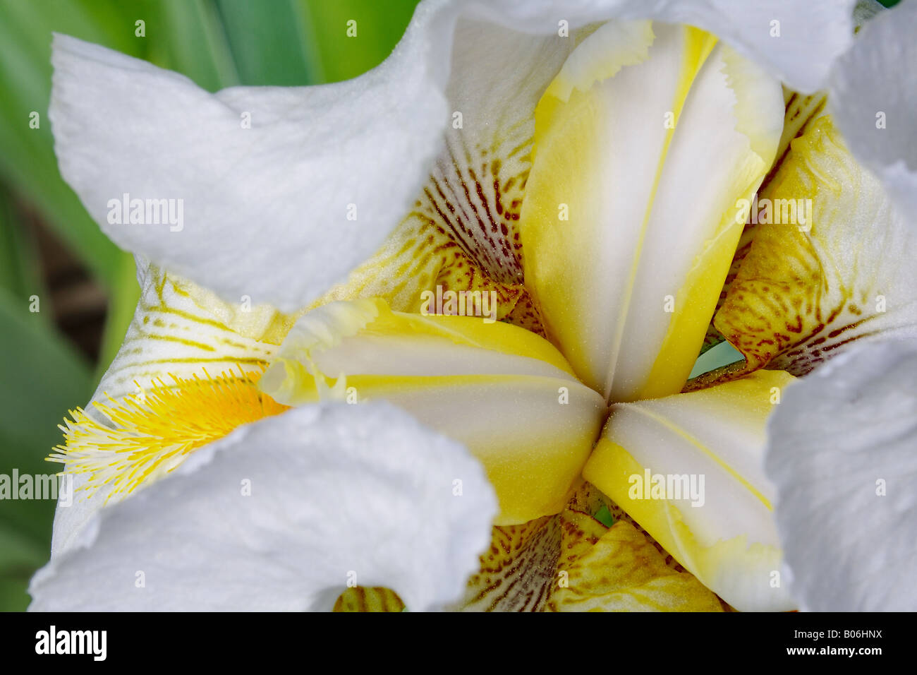 Family iridaceae hi-res stock photography and images - Alamy