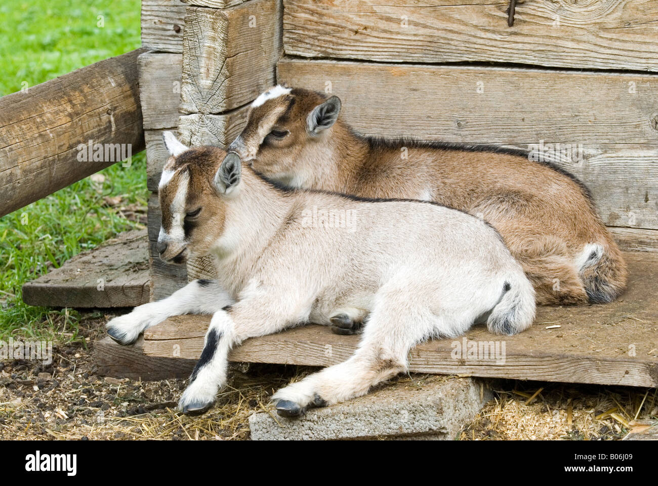 Domestic Goat (Capra hircus, Capra aegagrus hircus), two young lying ...