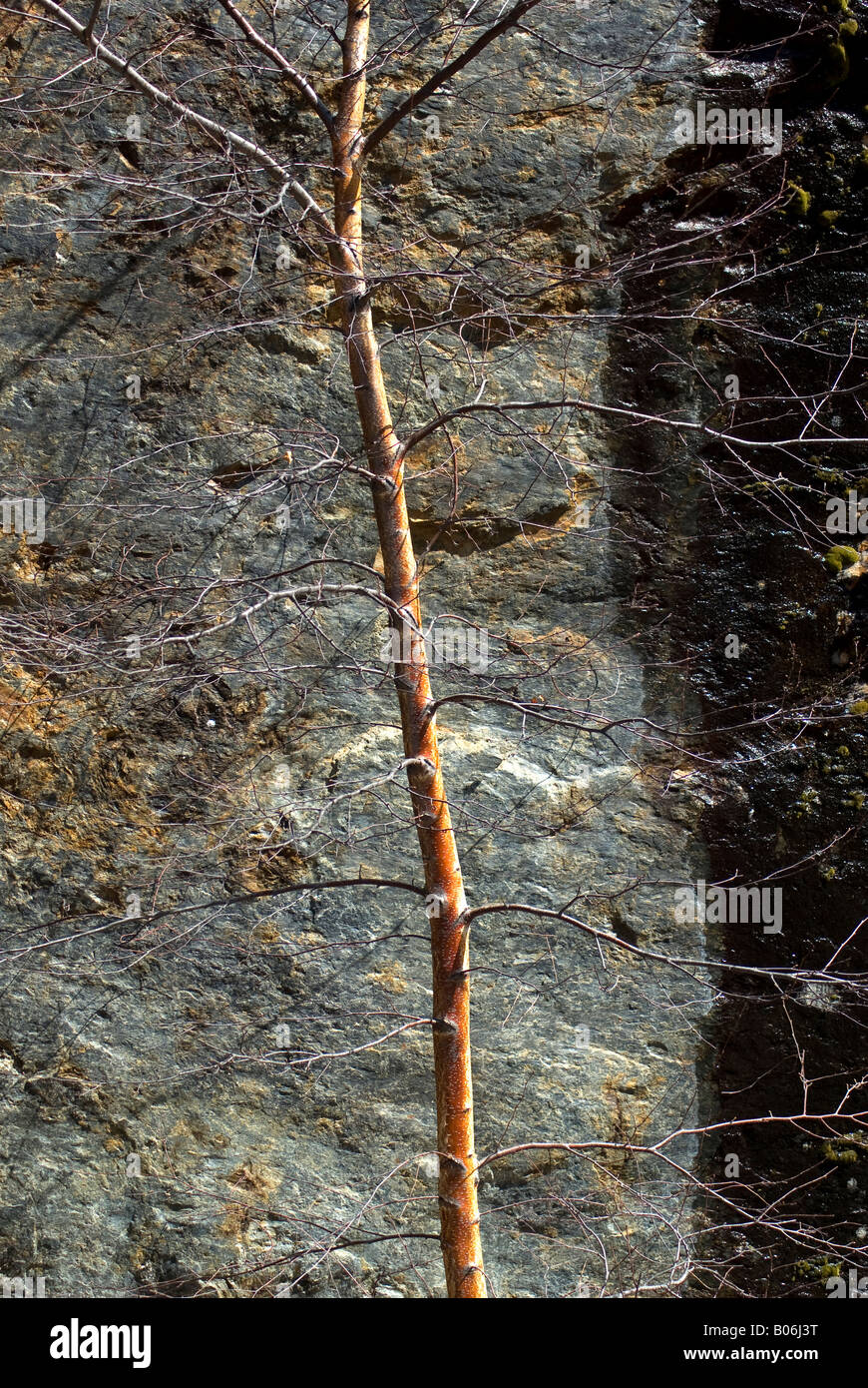 Veined rock hi-res stock photography and images - Alamy