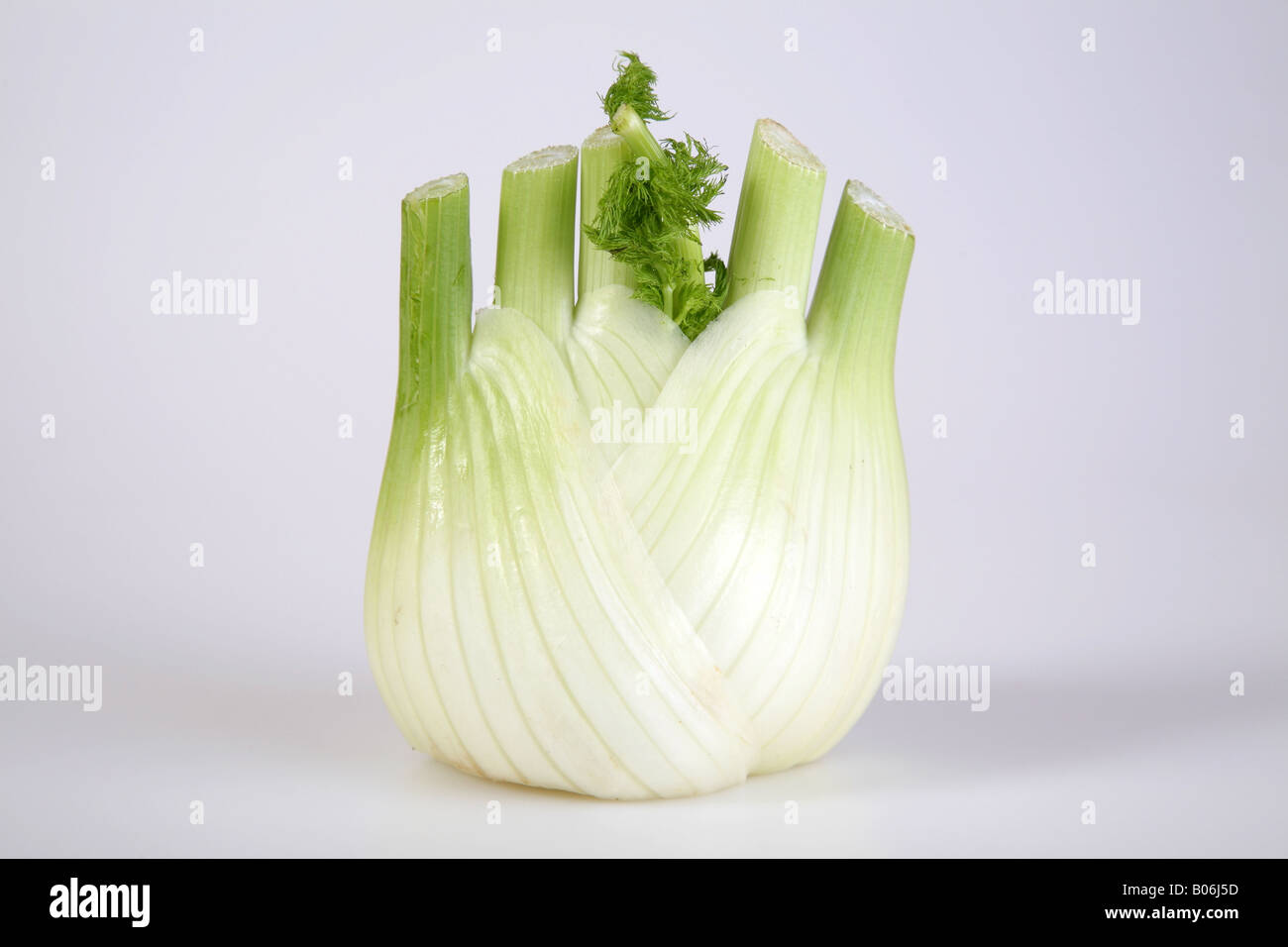 Fennel bulb florence fennel hi-res stock photography and images - Alamy