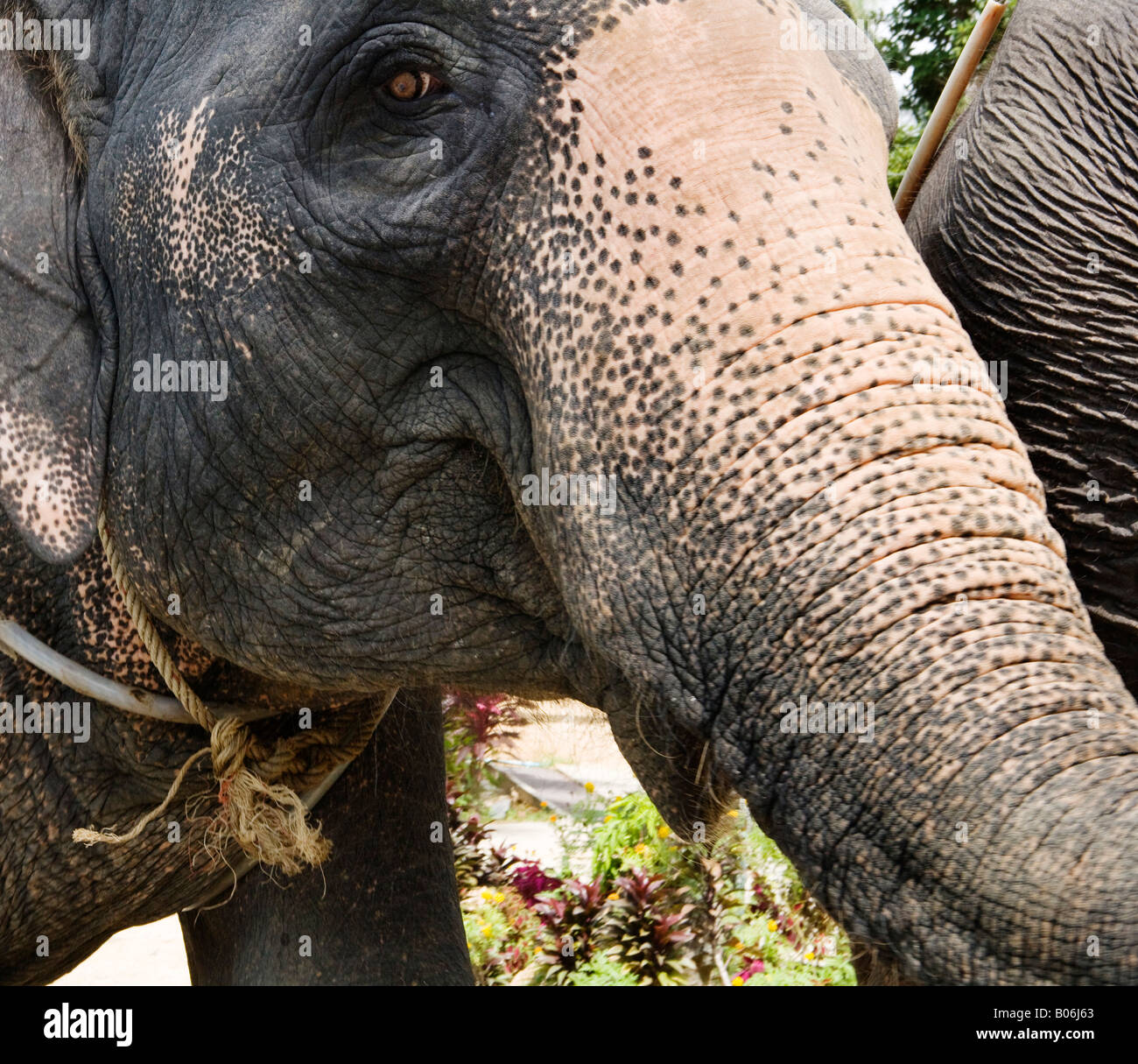 An elephant looks into the window Stock Photo - Alamy