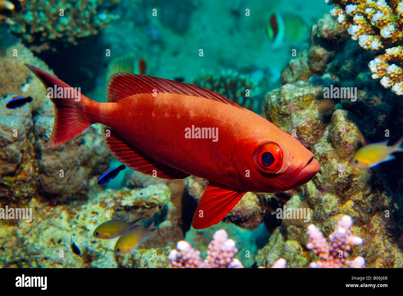 Red big eye fish hi-res stock photography and images - Alamy