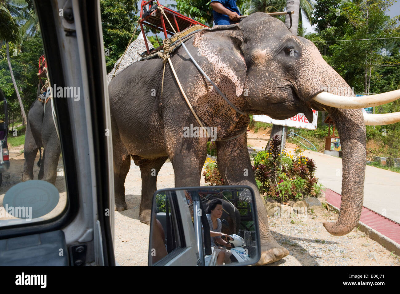 Elephant and car hi-res stock photography and images - Alamy