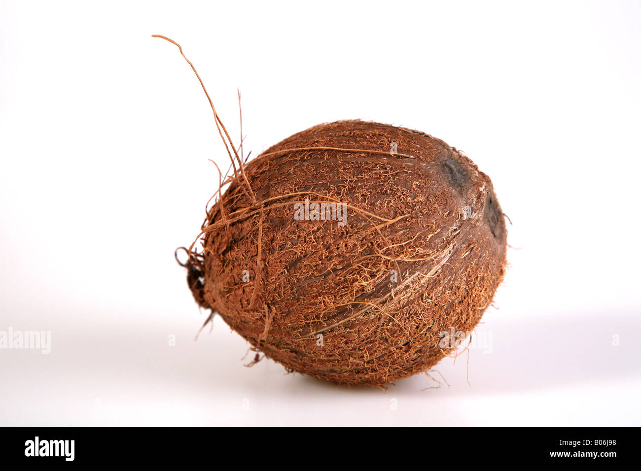 Cocoeae hi-res stock photography and images - Alamy