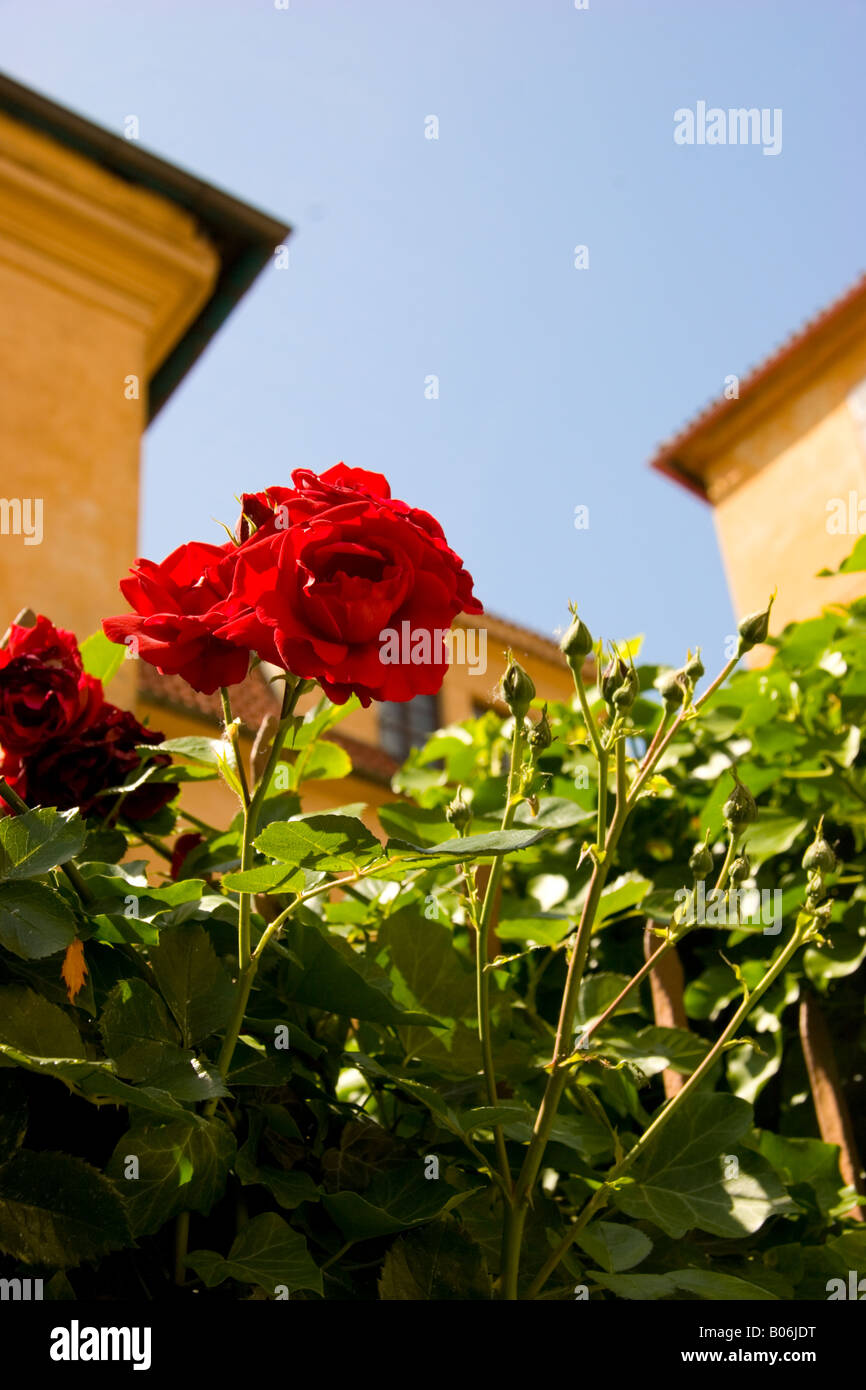 Prague red roses hi-res stock photography and images - Alamy