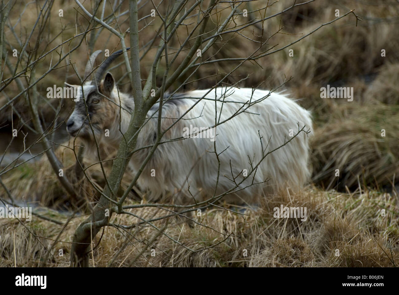 Wild mountain goat Llyn Ogwen Snowdonia National Park Gwynedd North ...
