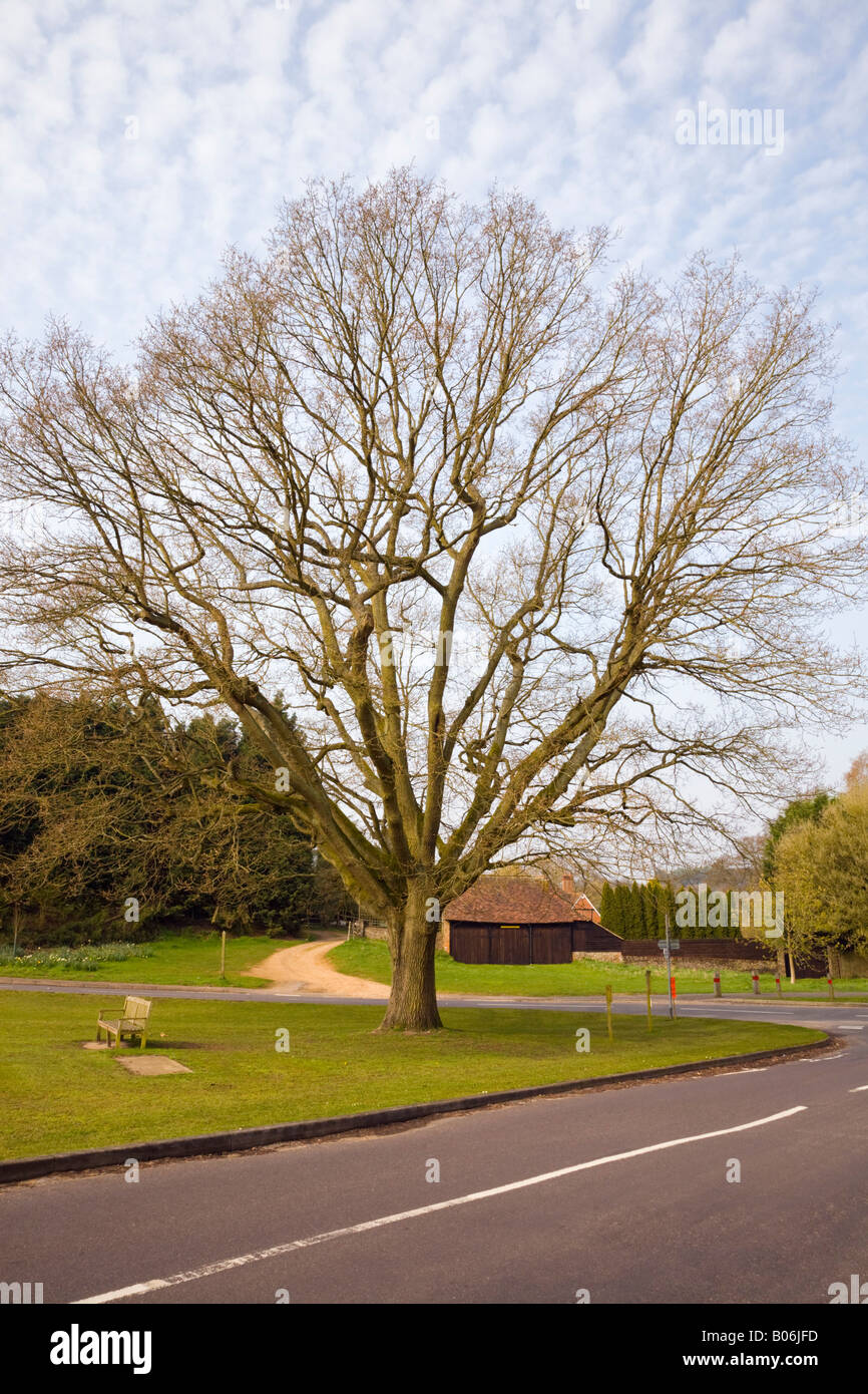April Oak tree on country village green planted in commemoration of ...