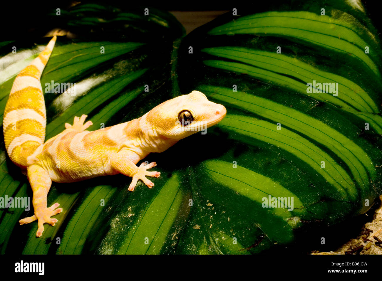Northern velvet gecko hi-res stock photography and images - Alamy