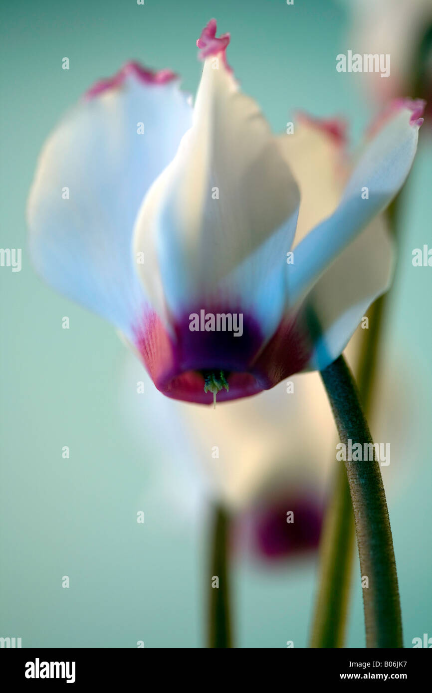 A close up shot of a single stem of a flowering Cyclamin House Plant ...