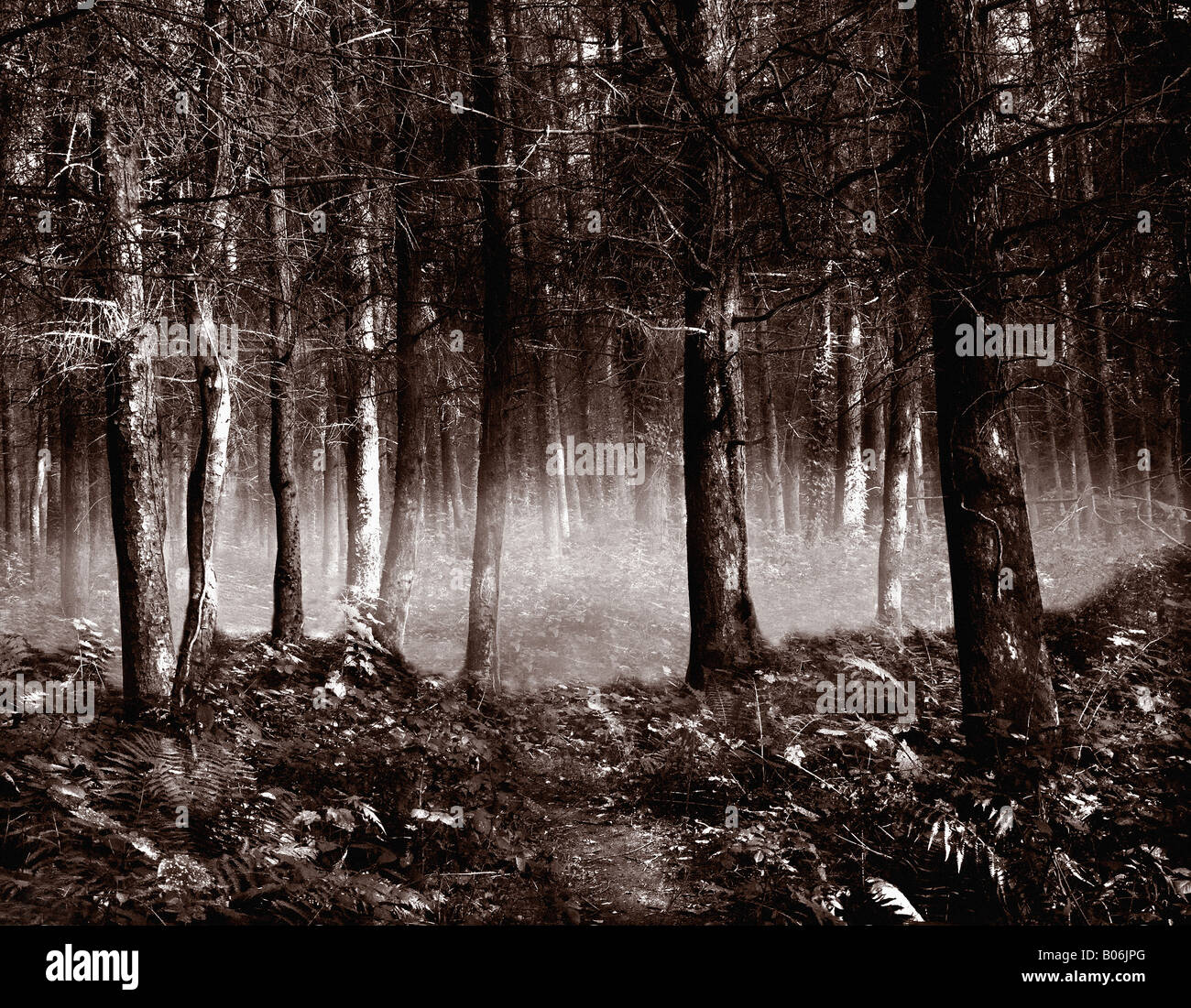 This is a photograph of the enchanting woodland at ilston valley, in ...