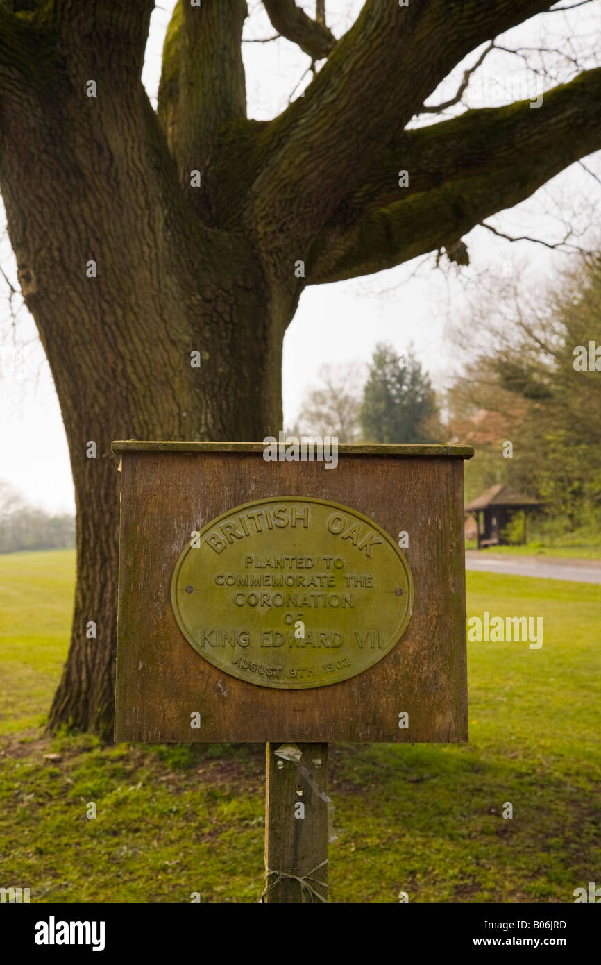 Coronation oak tree hi-res stock photography and images - Alamy