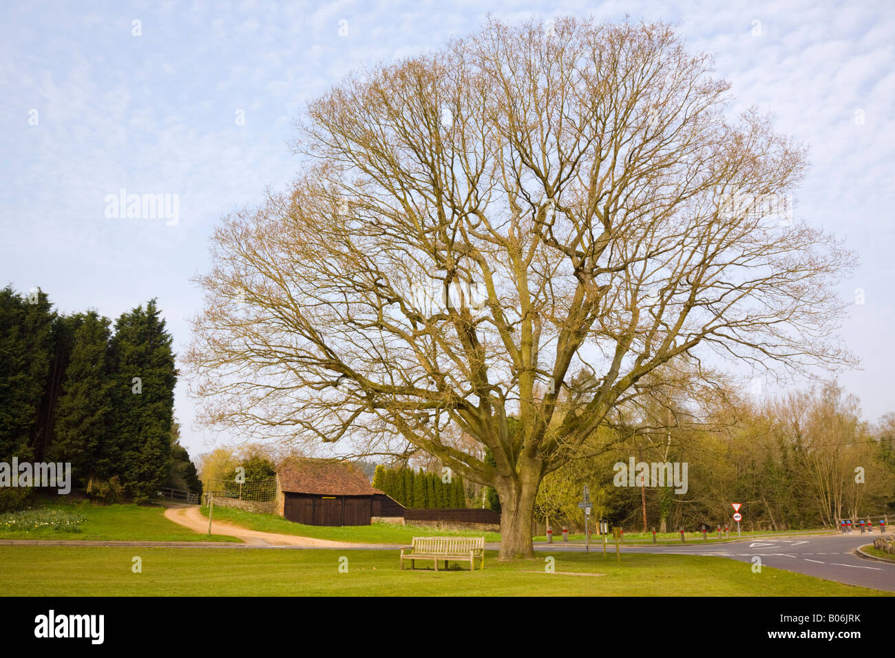Tilford Surrey England UK April Oak tree on rural village green planted ...