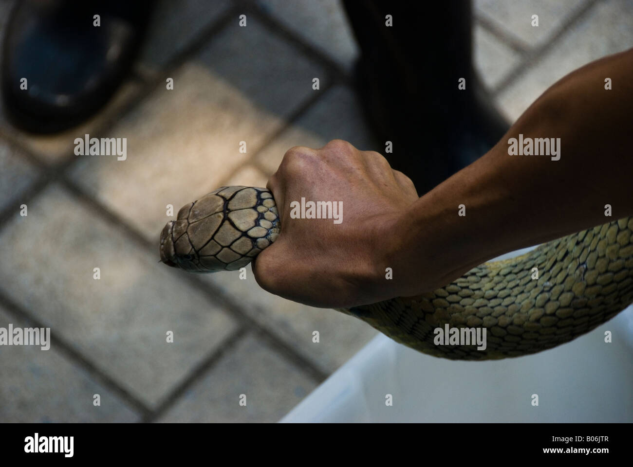 King cobra snake strike hi-res stock photography and images - Alamy