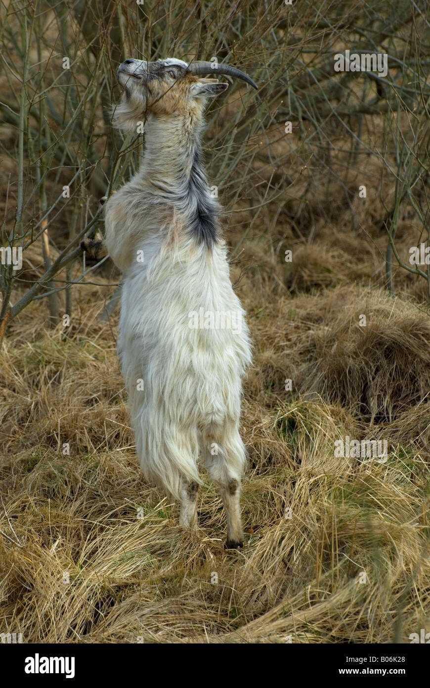 Welsh wild mountain goat hi-res stock photography and images - Alamy