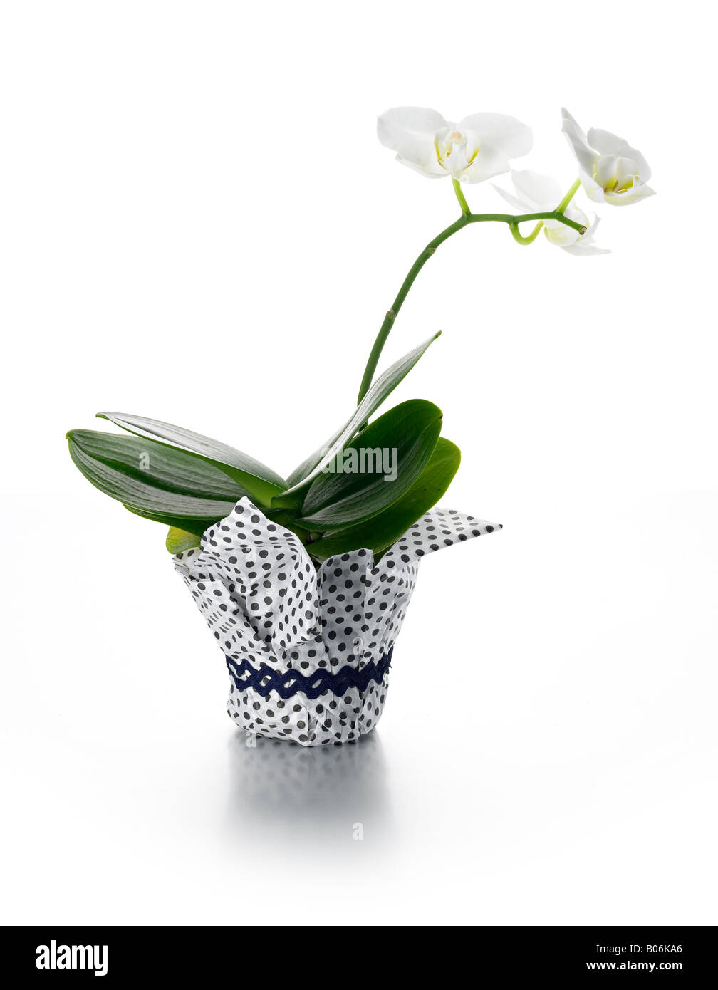 The orchid house Cut Out Stock Images & Pictures - Alamy