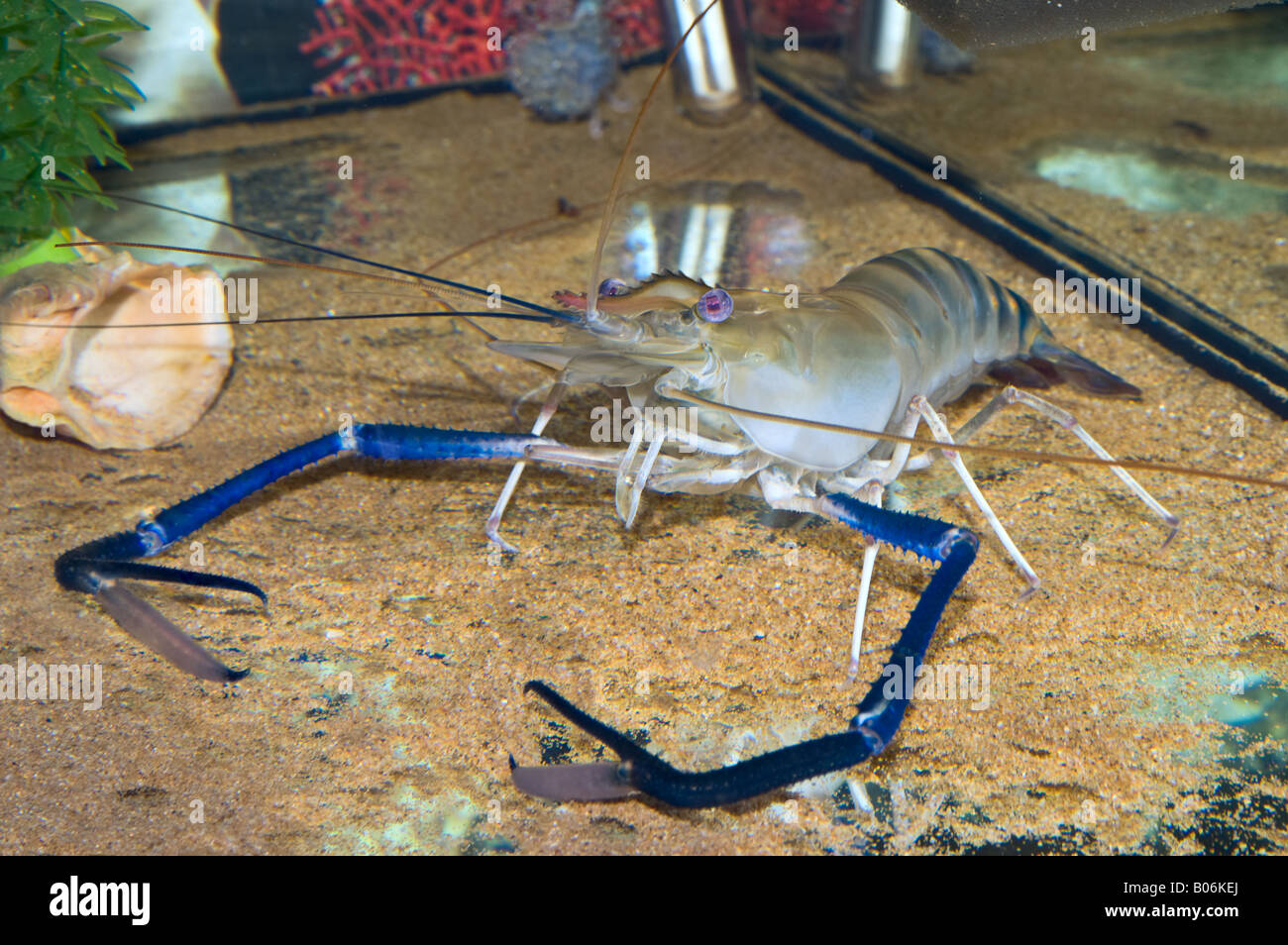 Macrobrachium Rosenbergii High Resolution Stock Photography and Images ...