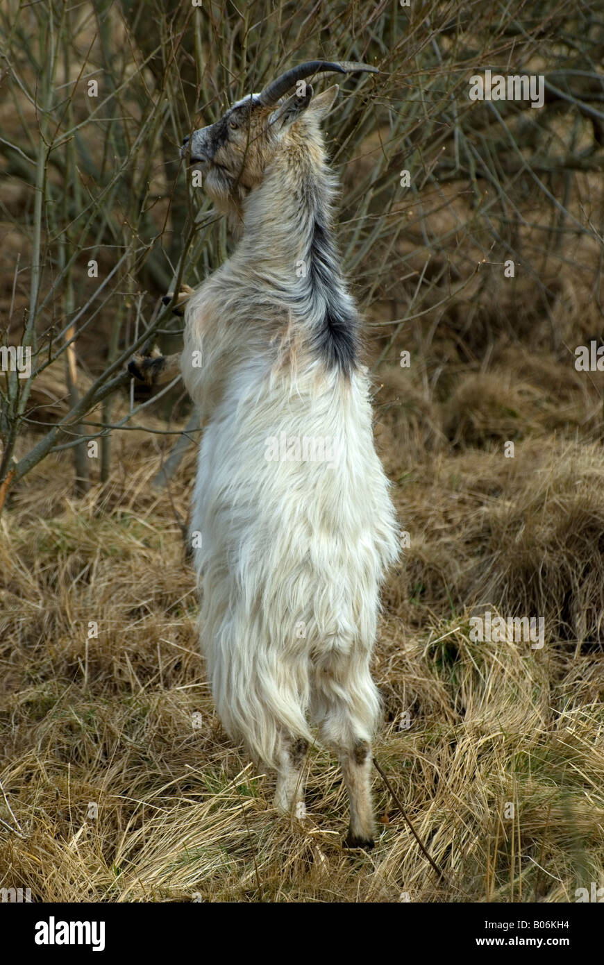 Wild mountain goat Llyn Ogwen Snowdonia National Park Gwynedd North ...