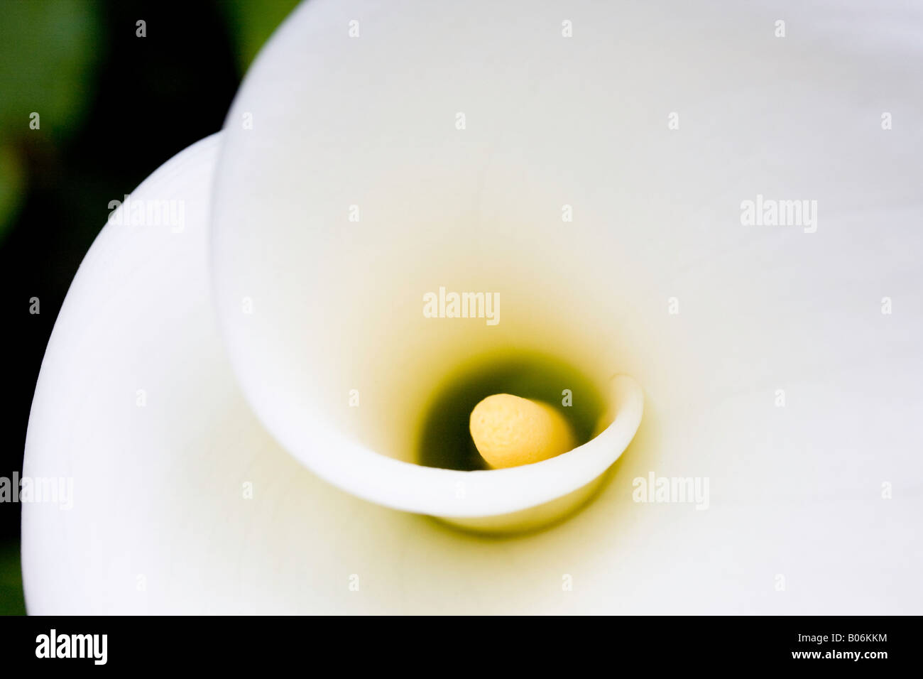 Close up of Cala Lilly Stock Photo - Alamy