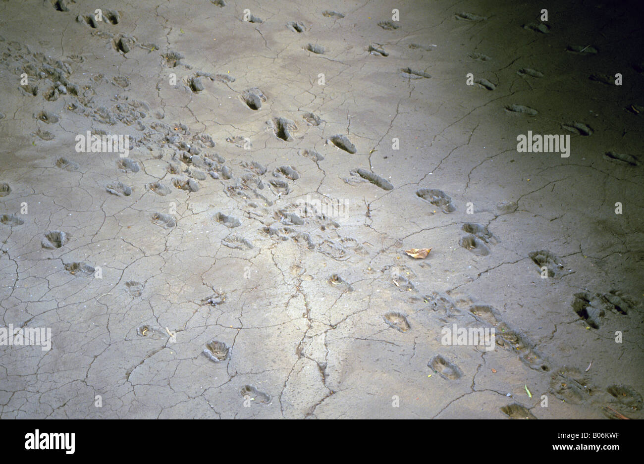Early human footprints fossil hi-res stock photography and images - Alamy