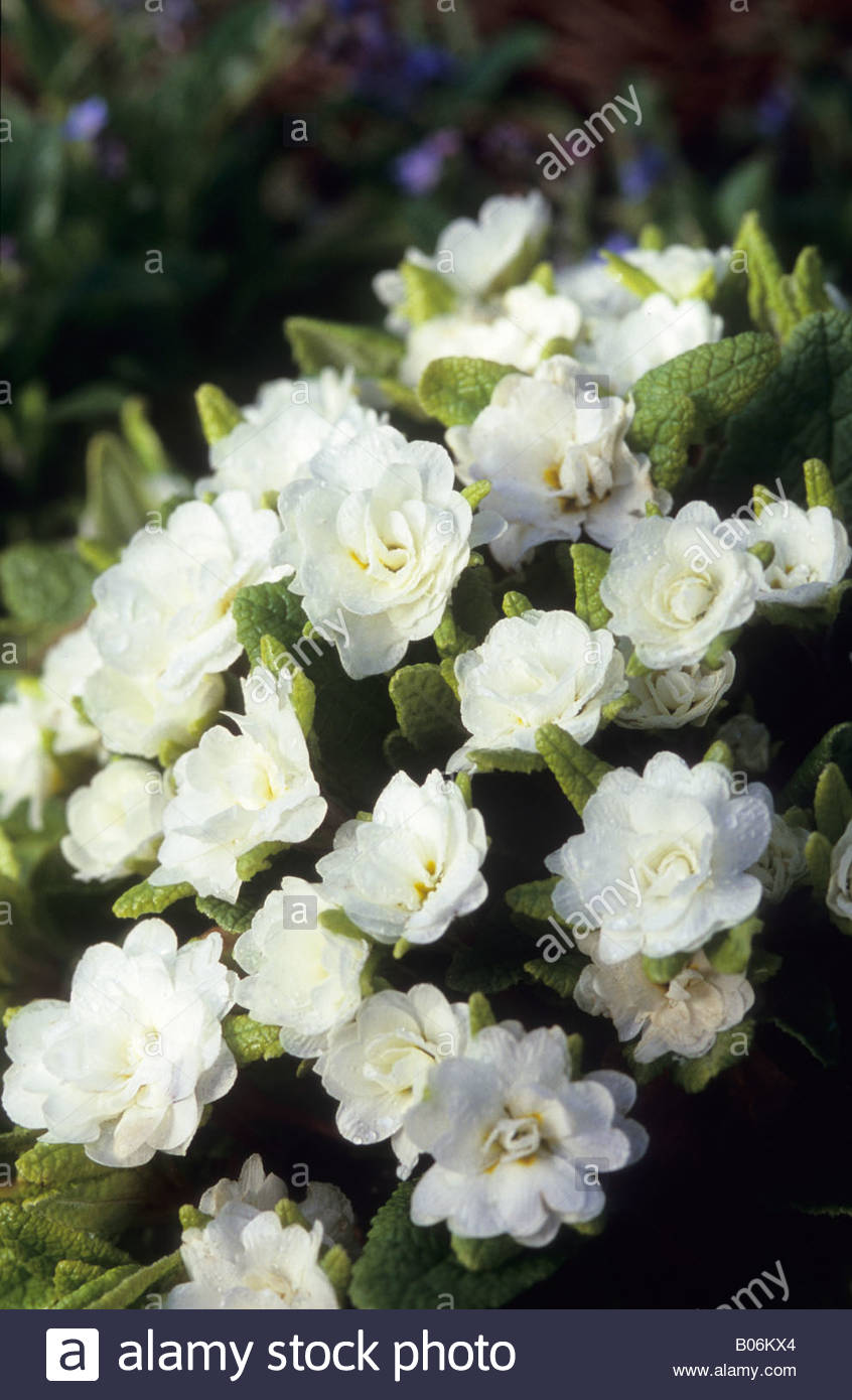 Double Primrose Stock Photos & Double Primrose Stock Images - Alamy