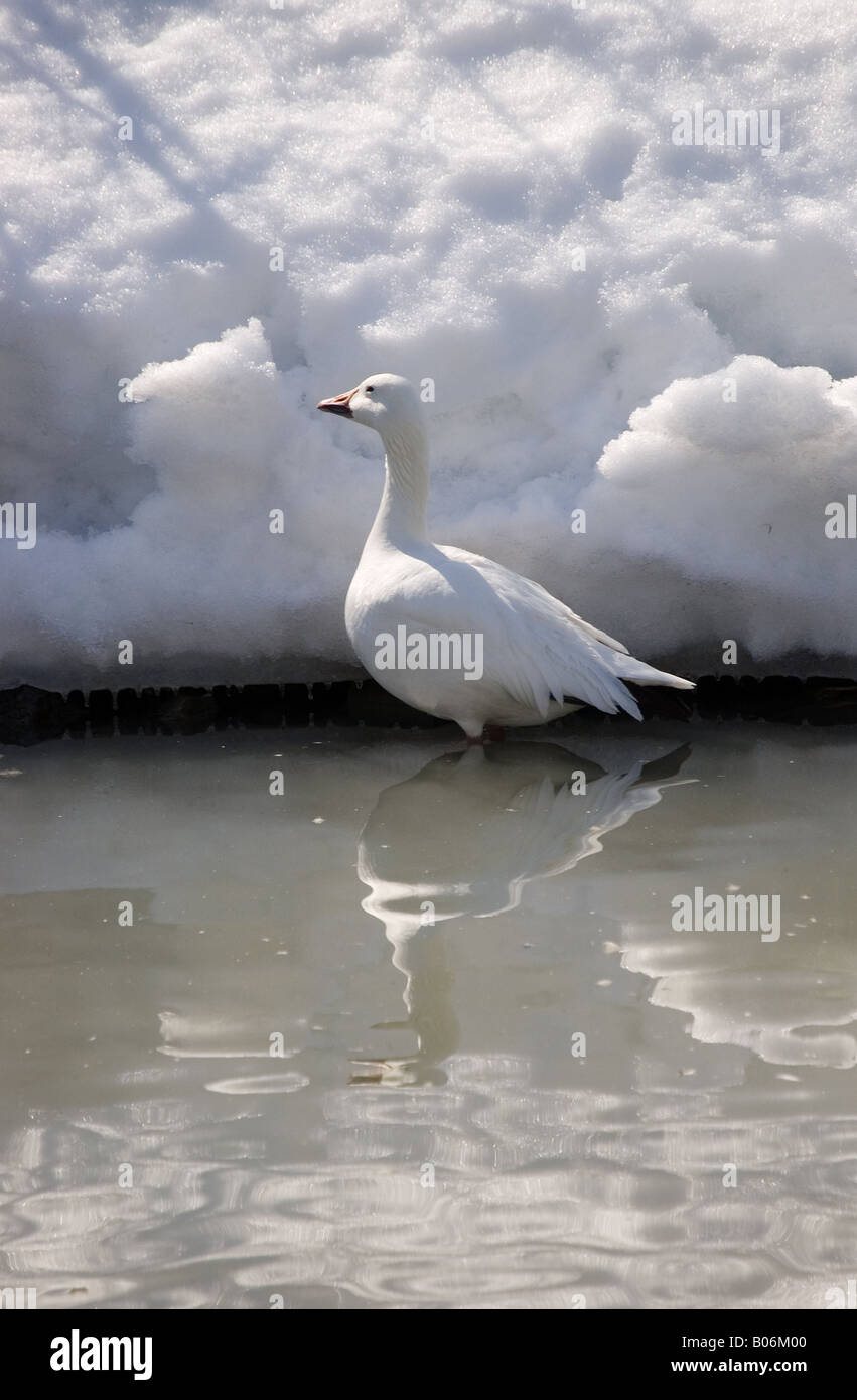 A Snow Goose Stock Photo - Alamy