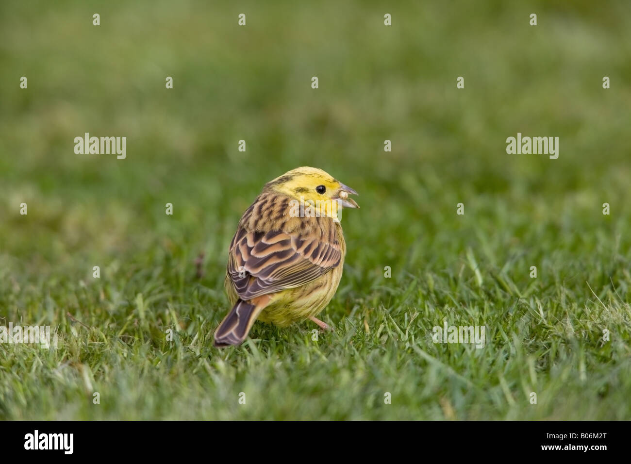 Yellowhammer Emberiza citrinella male in breeding plumage feeding on ...
