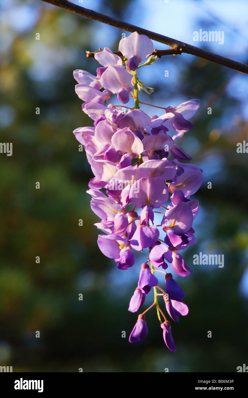 Wysteria An invasive vine that gives the appearance of purple grapes ...