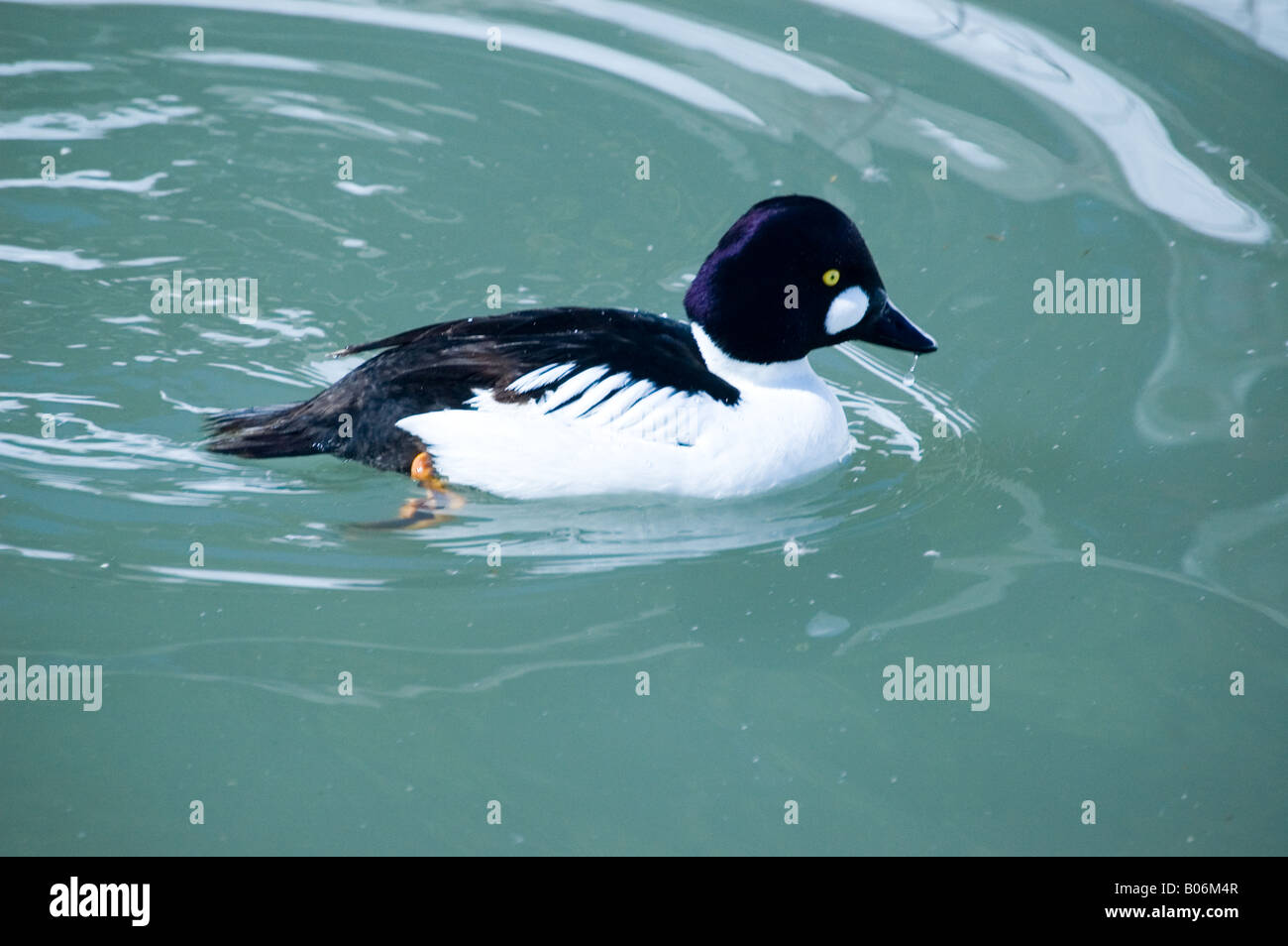 A Common Goldeneye Duck on a Spring pond Stock Photo - Alamy
