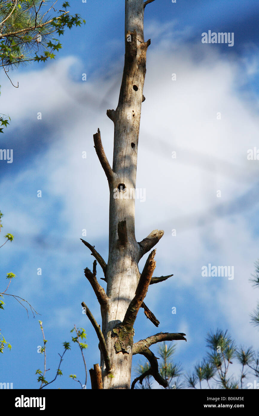 A rare photo of a baby squirrel peaking out of the nesting cavity high ...