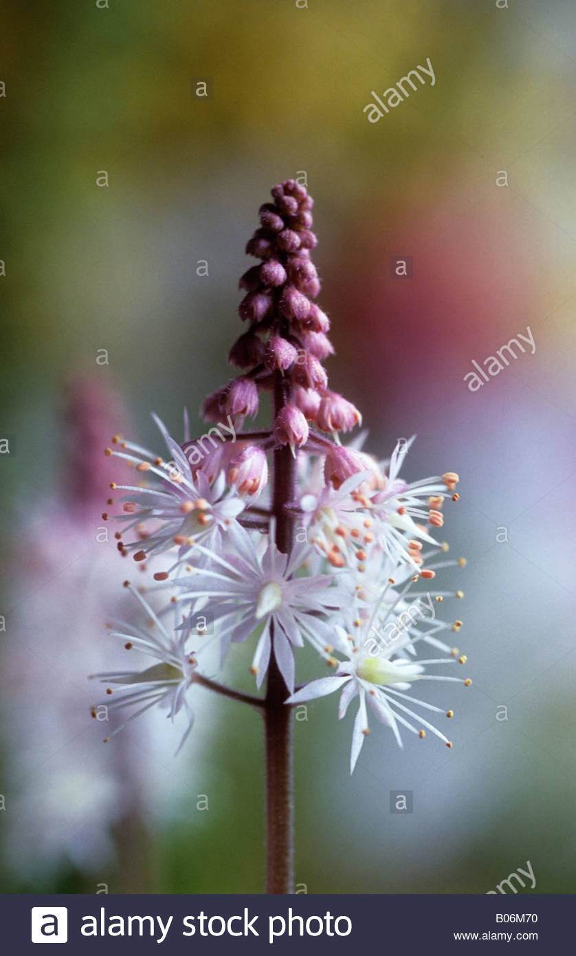 Tiarella Stock Photos & Tiarella Stock Images - Alamy