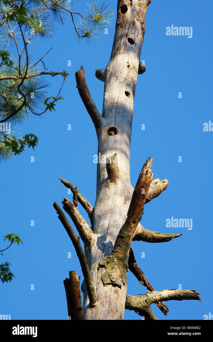 A rare photo of a baby squirrel peaking out of the nesting cavity high ...