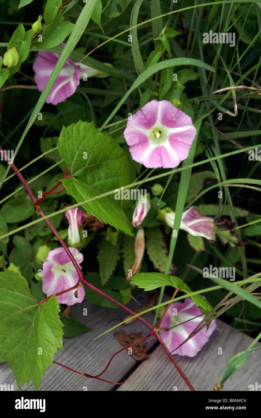 wildflower Marsh Park National de Plaisance Quebec Stock Photo - Alamy