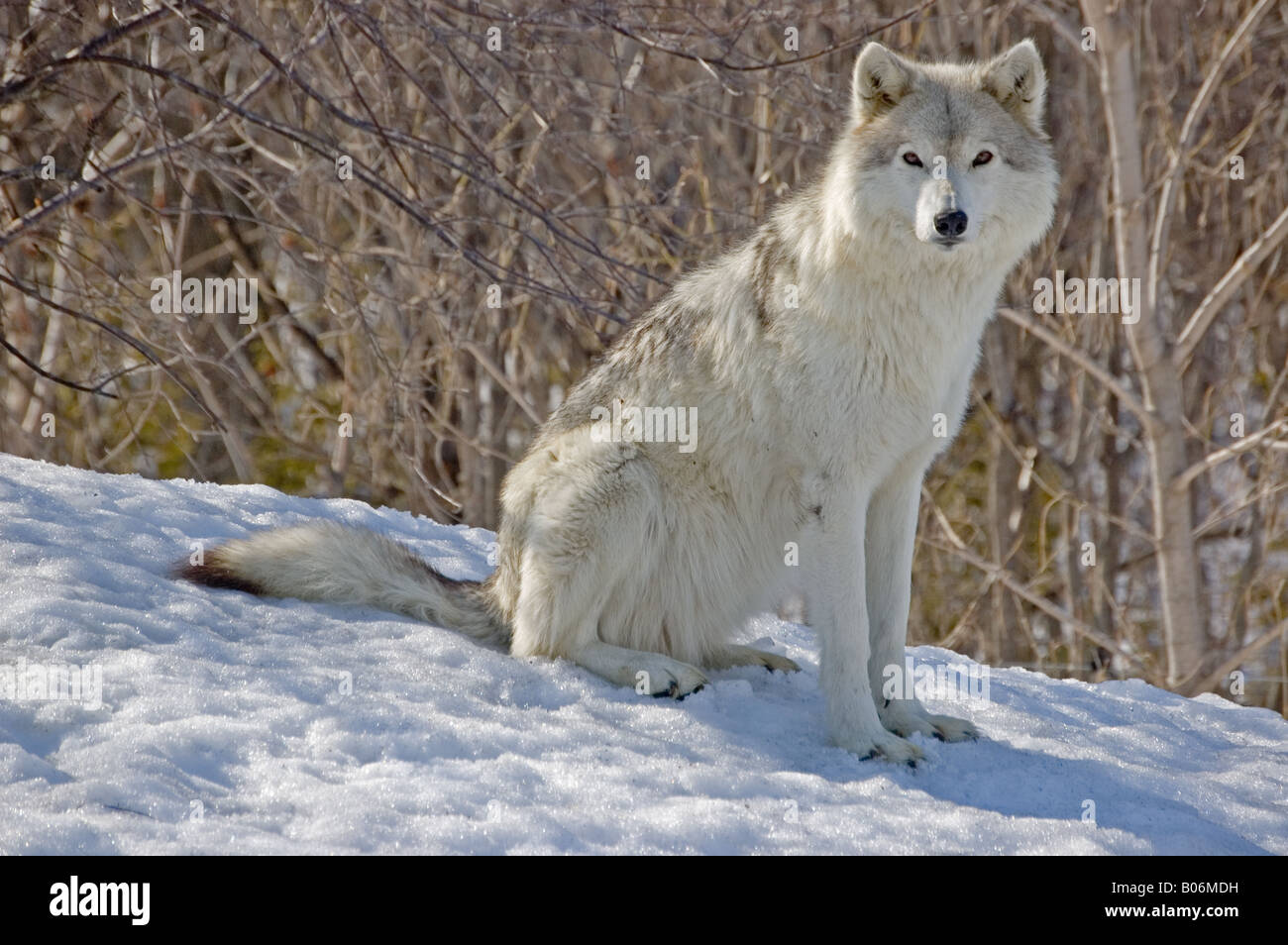 A sitting Timber Wolf in Spring Stock Photo - Alamy